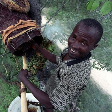Organic Zambian Forest Honey - Wainwright's – The Bee Shop
